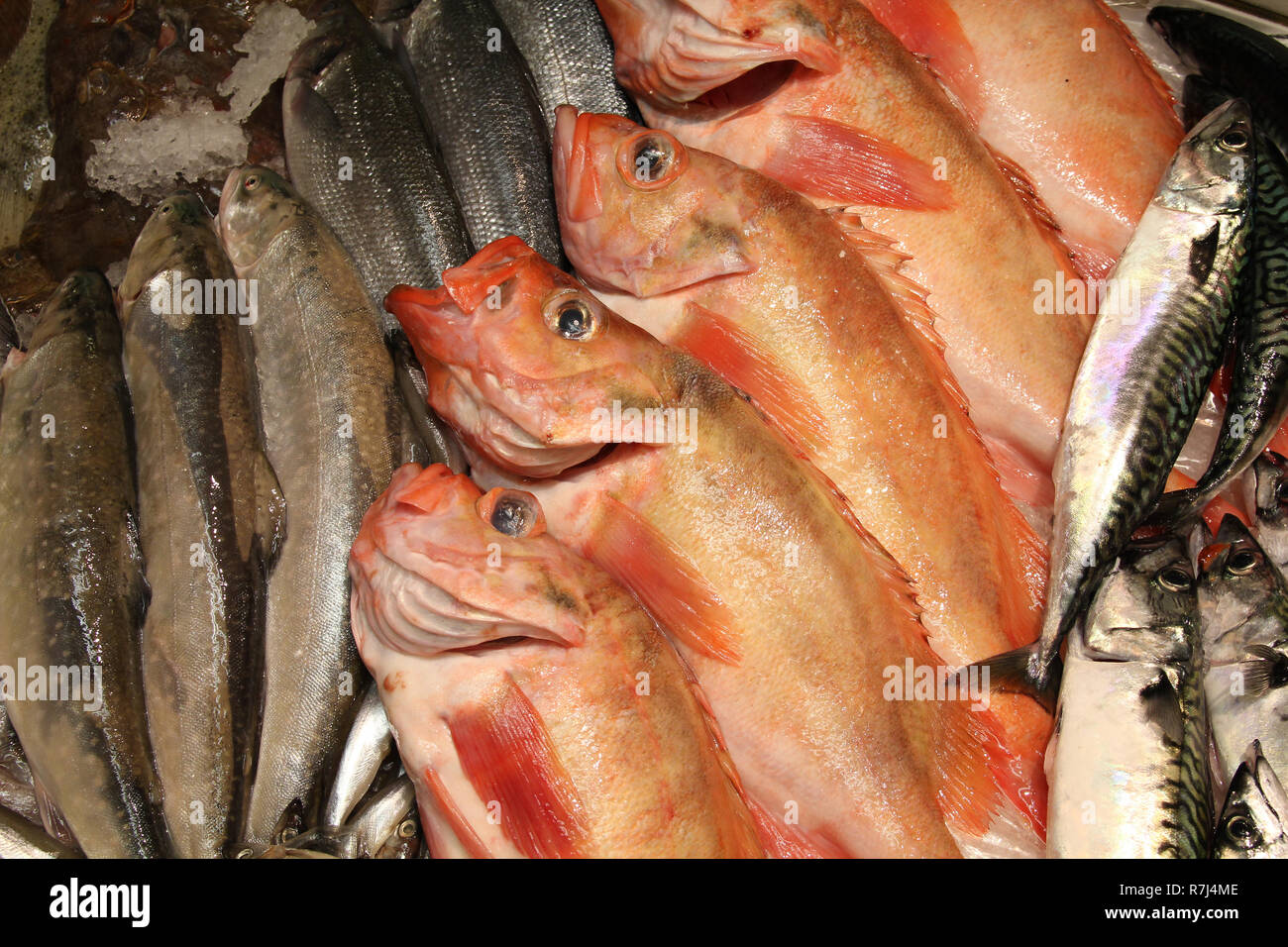 Various fish at famous fish market Kristiansand, Norway Stock Photo - Alamy