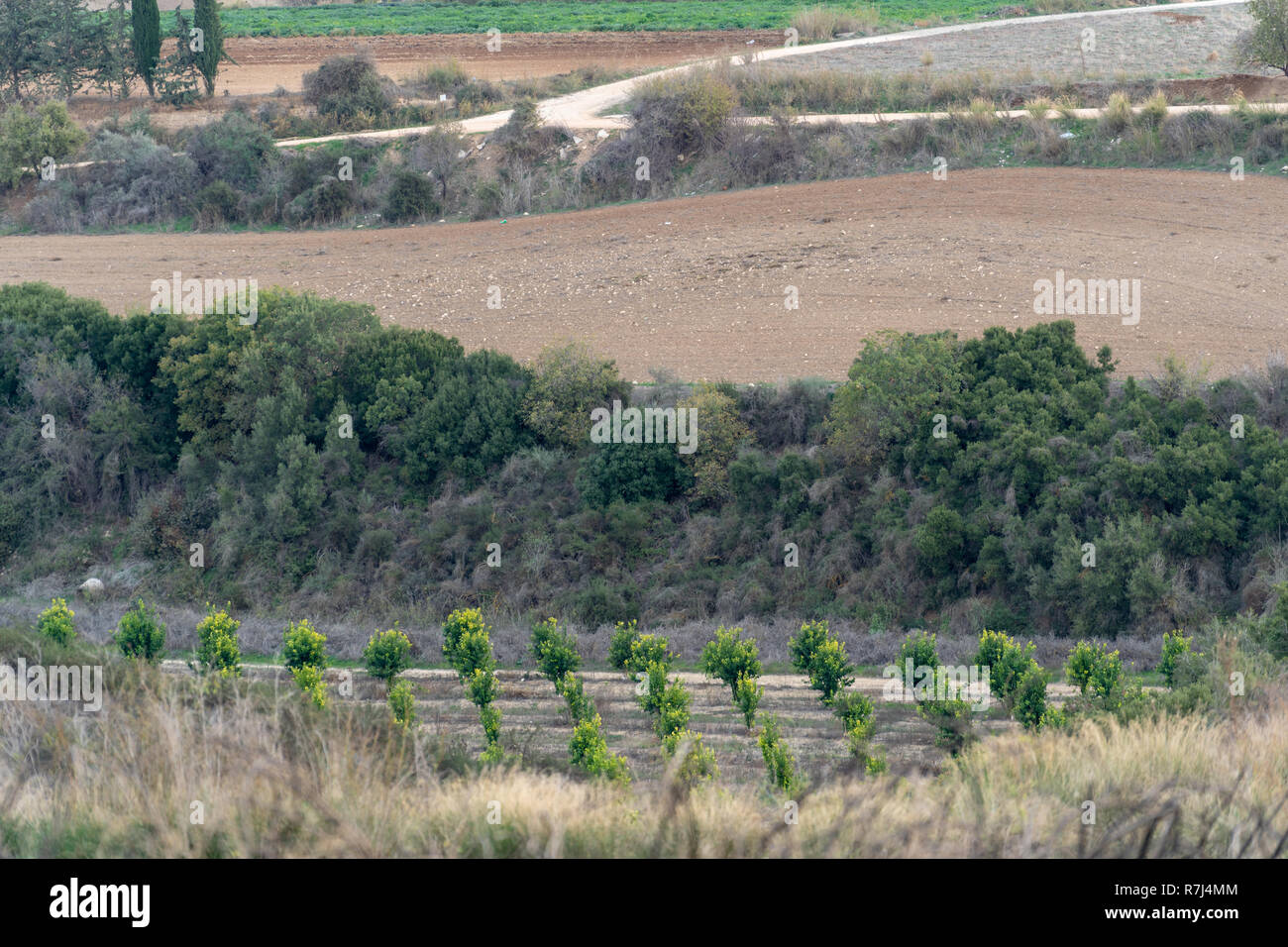Flora trees cyprus hi-res stock photography and images - Alamy