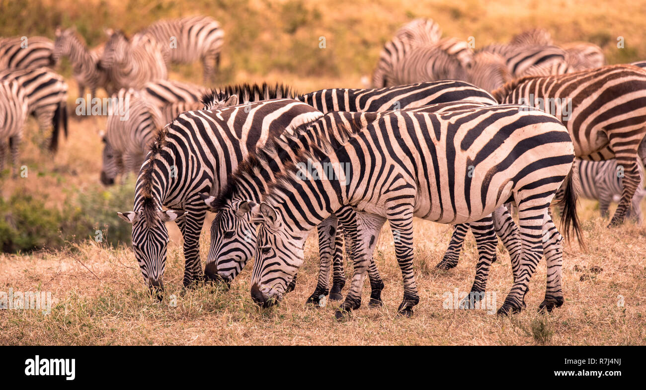 Herd of zebras in african savannah. Zebra with pattern of black and ...