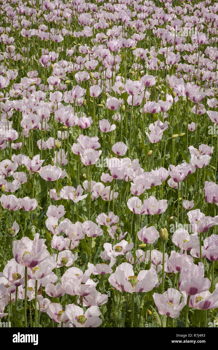 Medicinal poppies, Papaver somniferum, growing at Ipsden, Oxfordshire ...