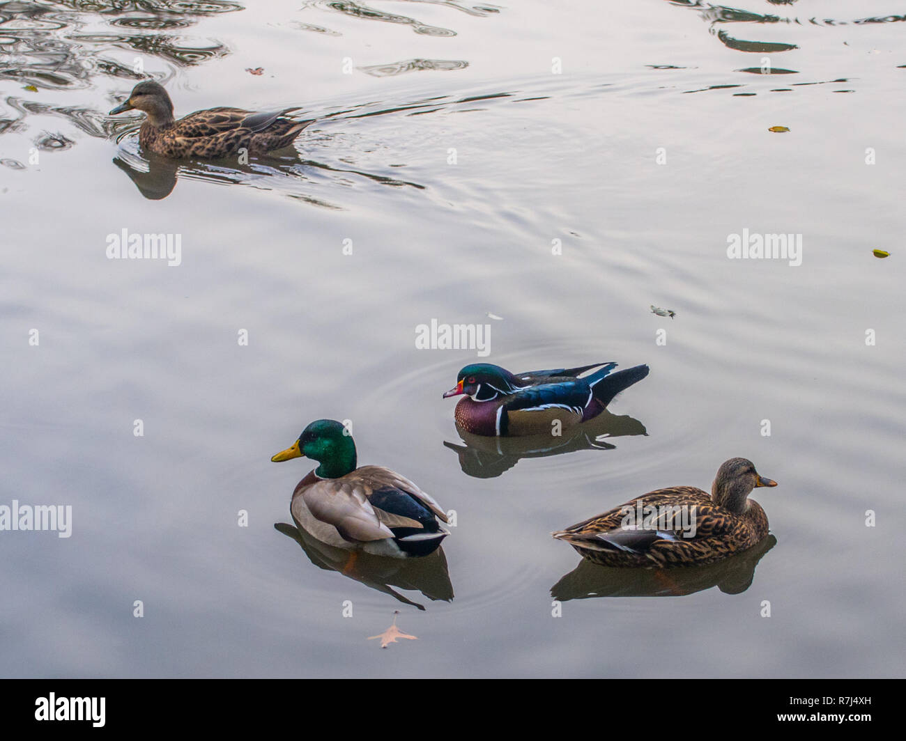 Mandarin duck swimming hi-res stock photography and images - Alamy