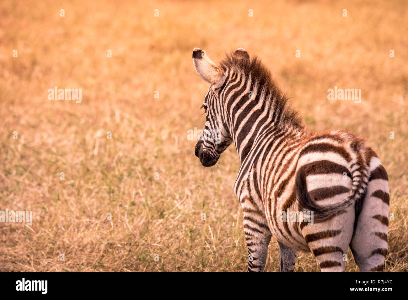Young baby zebra with pattern of black and white stripes. Wildlife ...