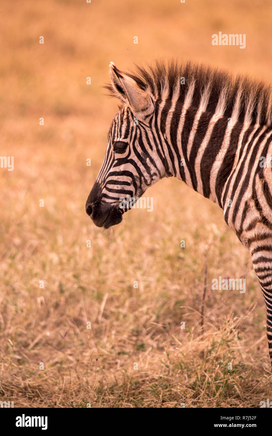 Young baby zebra with pattern of black and white stripes. Wildlife ...