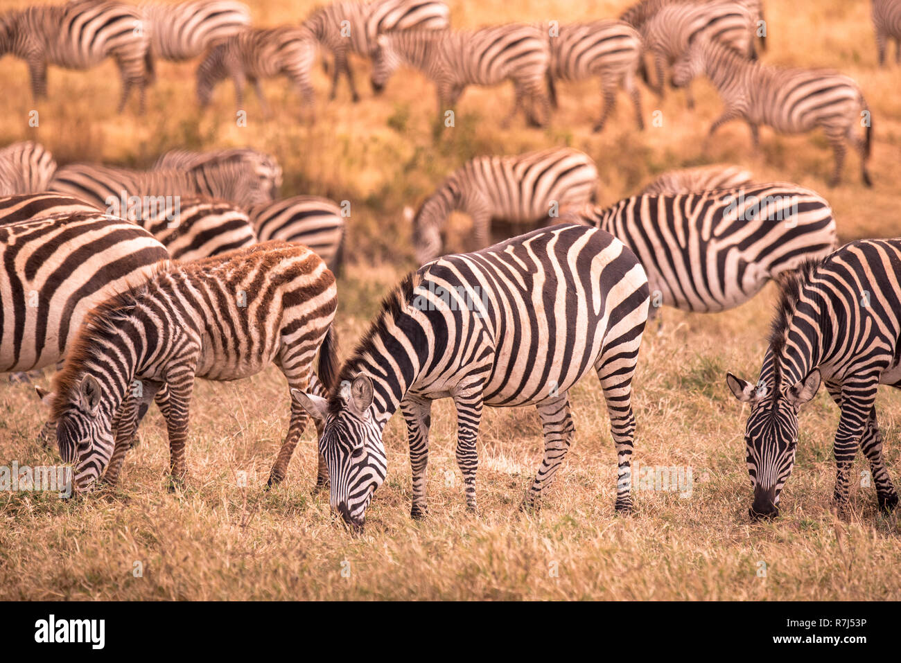 Herd of zebras in african savannah. Zebra with pattern of black and ...