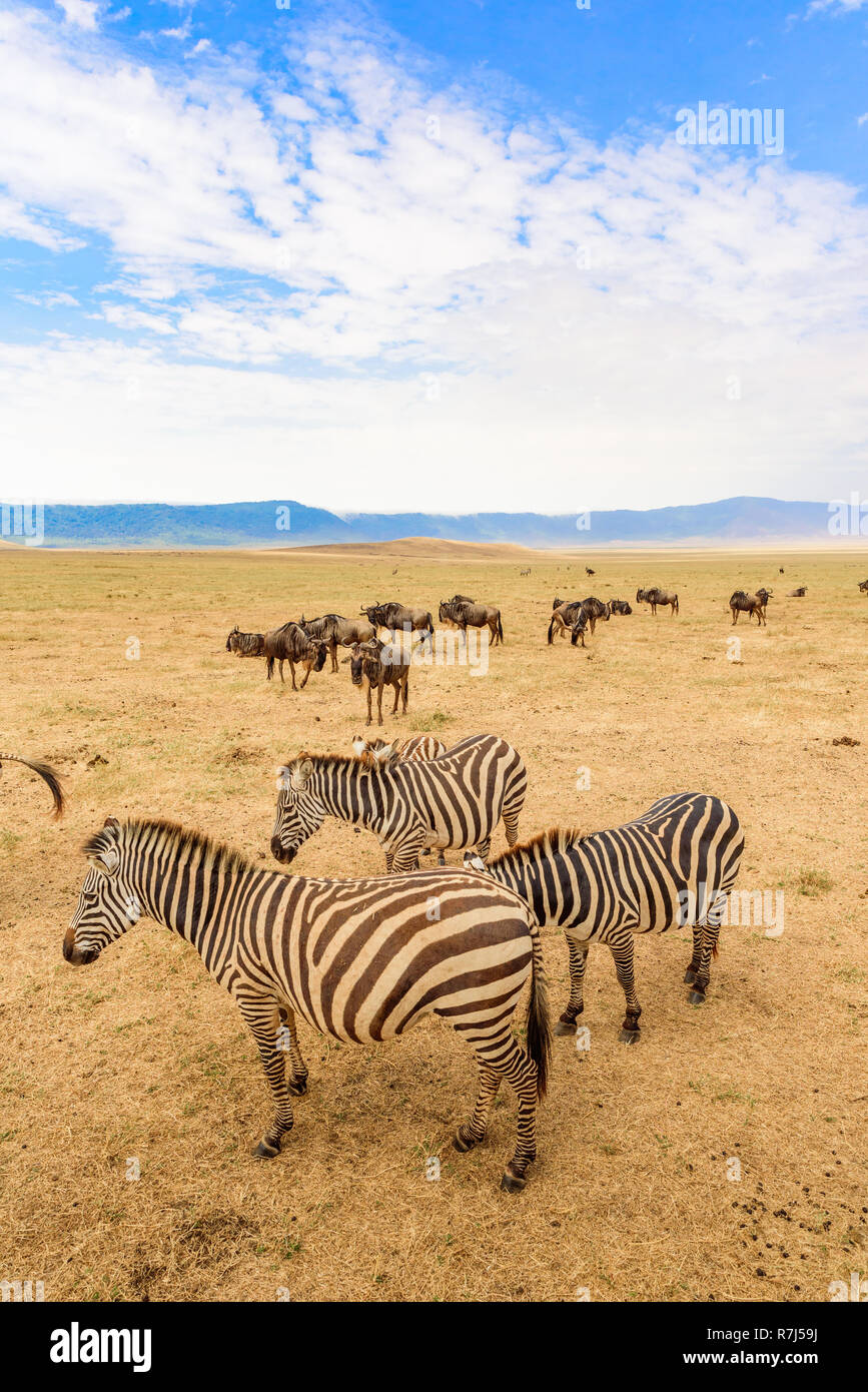 Herd of zebras in african savannah. Zebra with pattern of black and ...