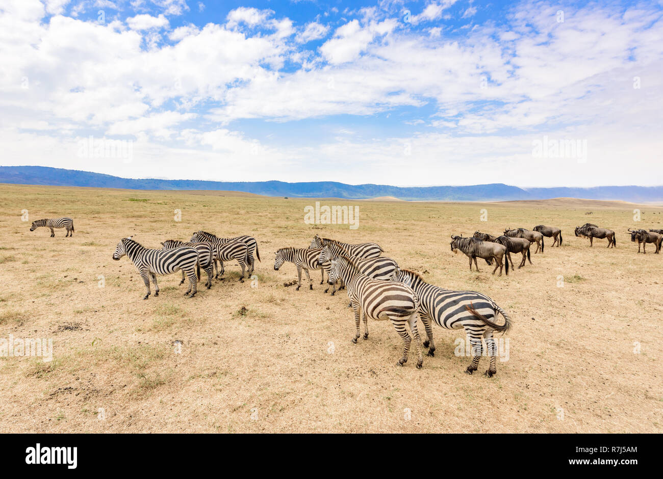 Herd of zebras in african savannah. Zebra with pattern of black and ...