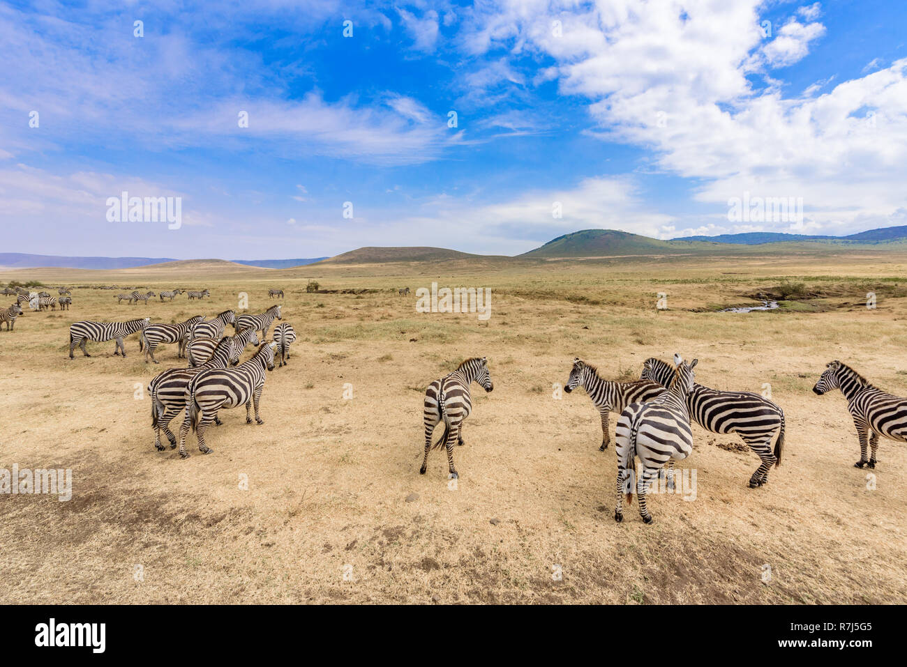 Herd of zebras in african savannah. Zebra with pattern of black and ...
