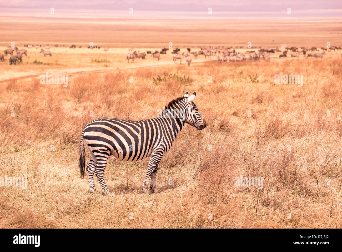 Herd of zebras in african savannah. Zebra with pattern of black and ...