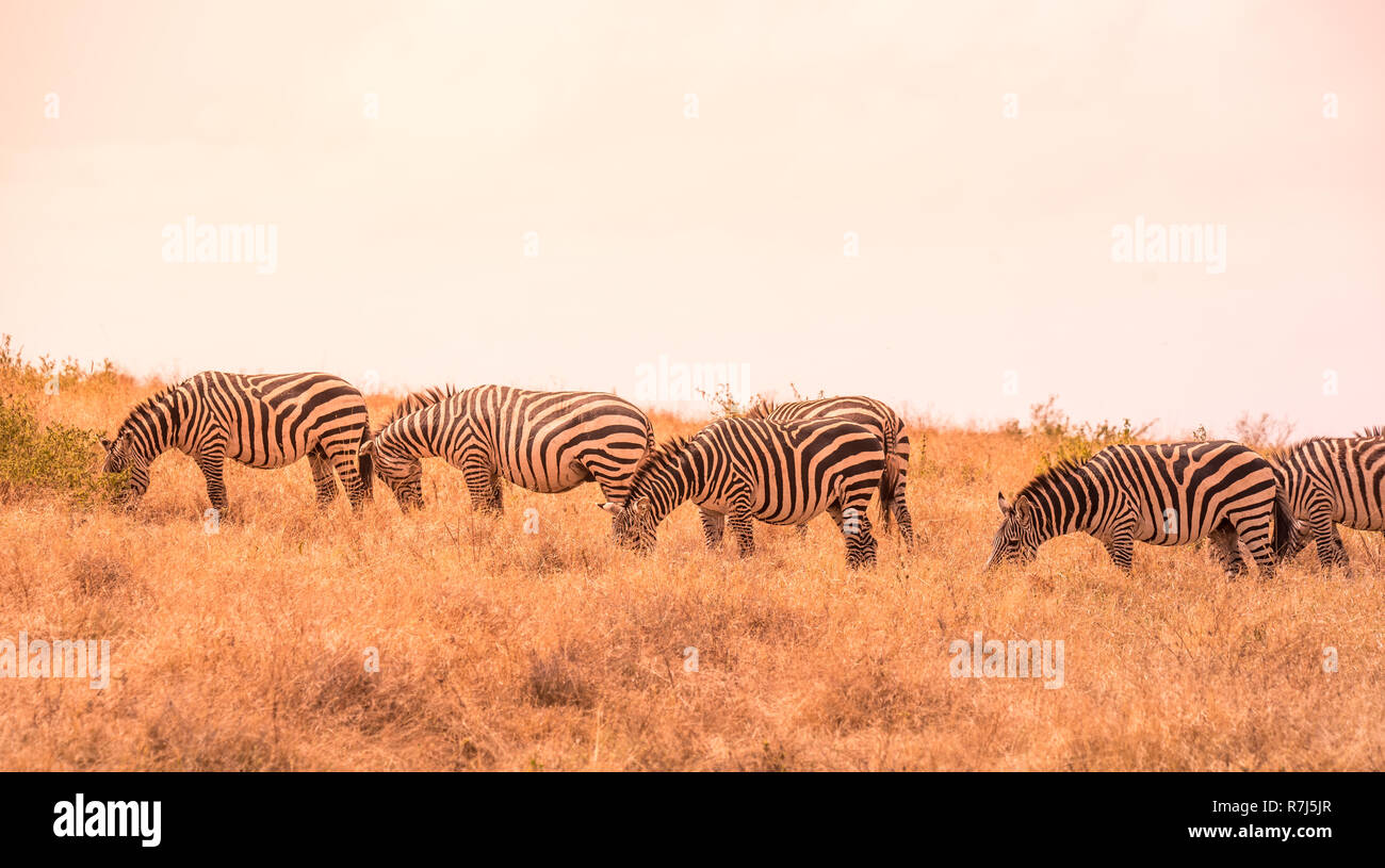Herd of zebras in african savannah. Zebra with pattern of black and ...