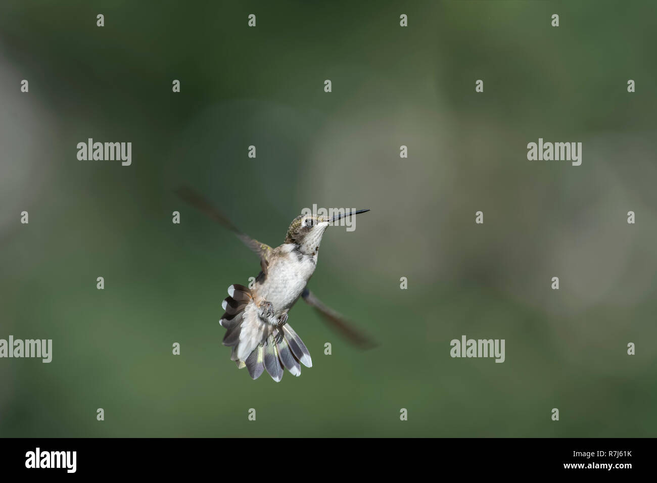 Spread tail and wings hi-res stock photography and images - Alamy