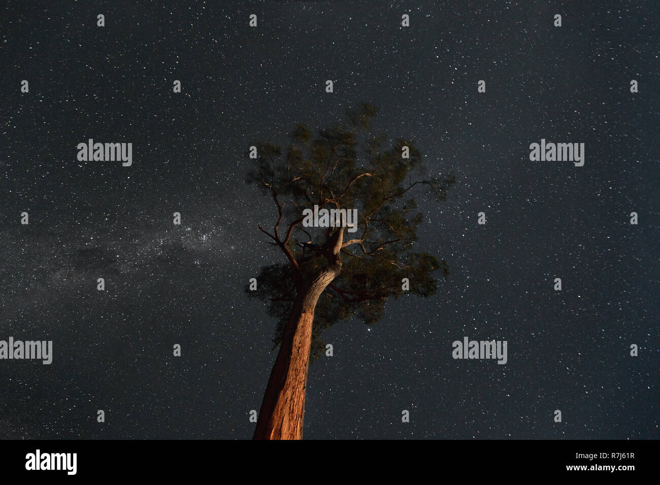 Star light on clear night around illuminated forest tree Stock Photo ...