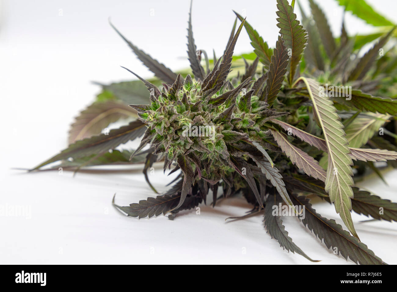 Super dank Black Lotus Kush detail Stock Photo - Alamy