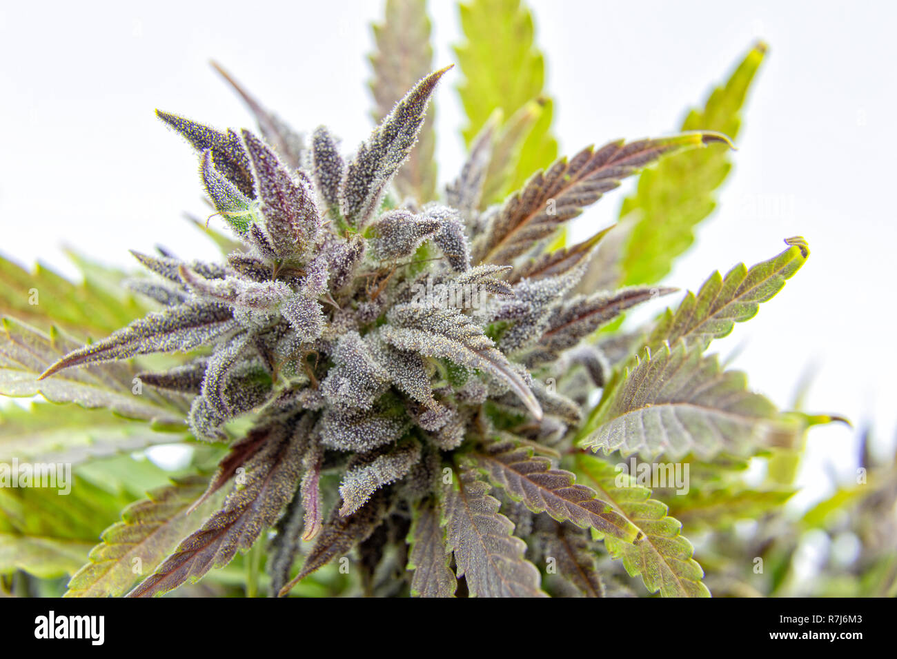 Black lotus kush hi-res stock photography and images - Alamy