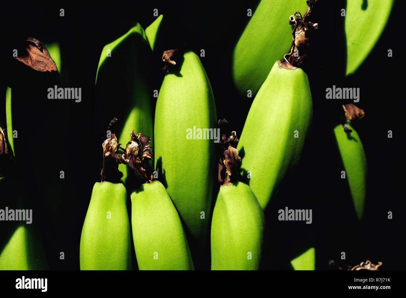 Bundle of bananas hi-res stock photography and images - Alamy