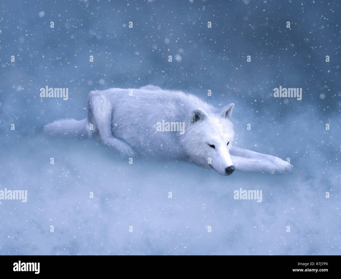 3D rendering of a majestic white wolf lying down on the ground and ...