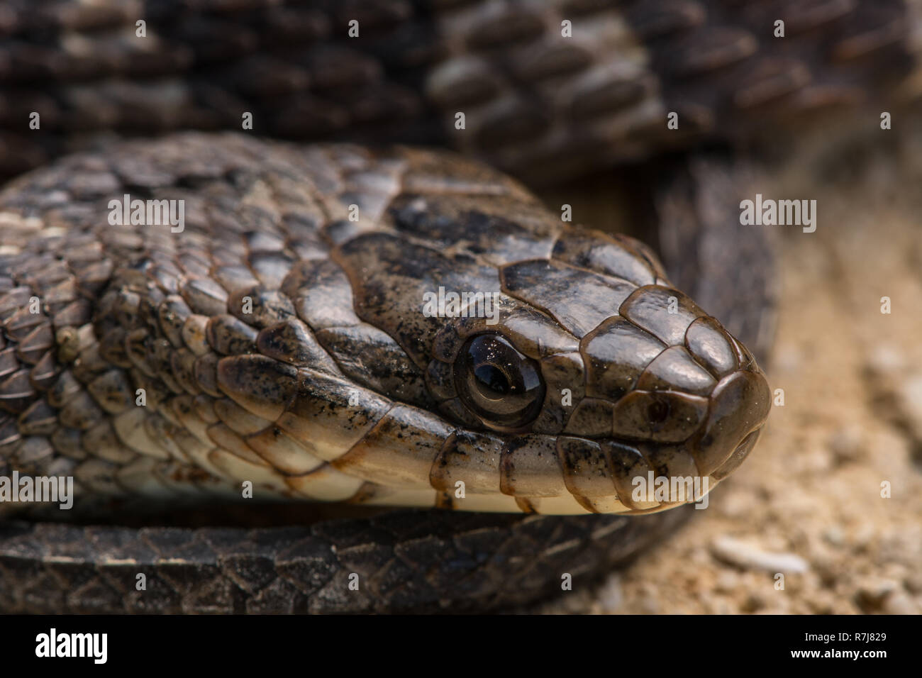 Northern watersnake hi-res stock photography and images - Alamy