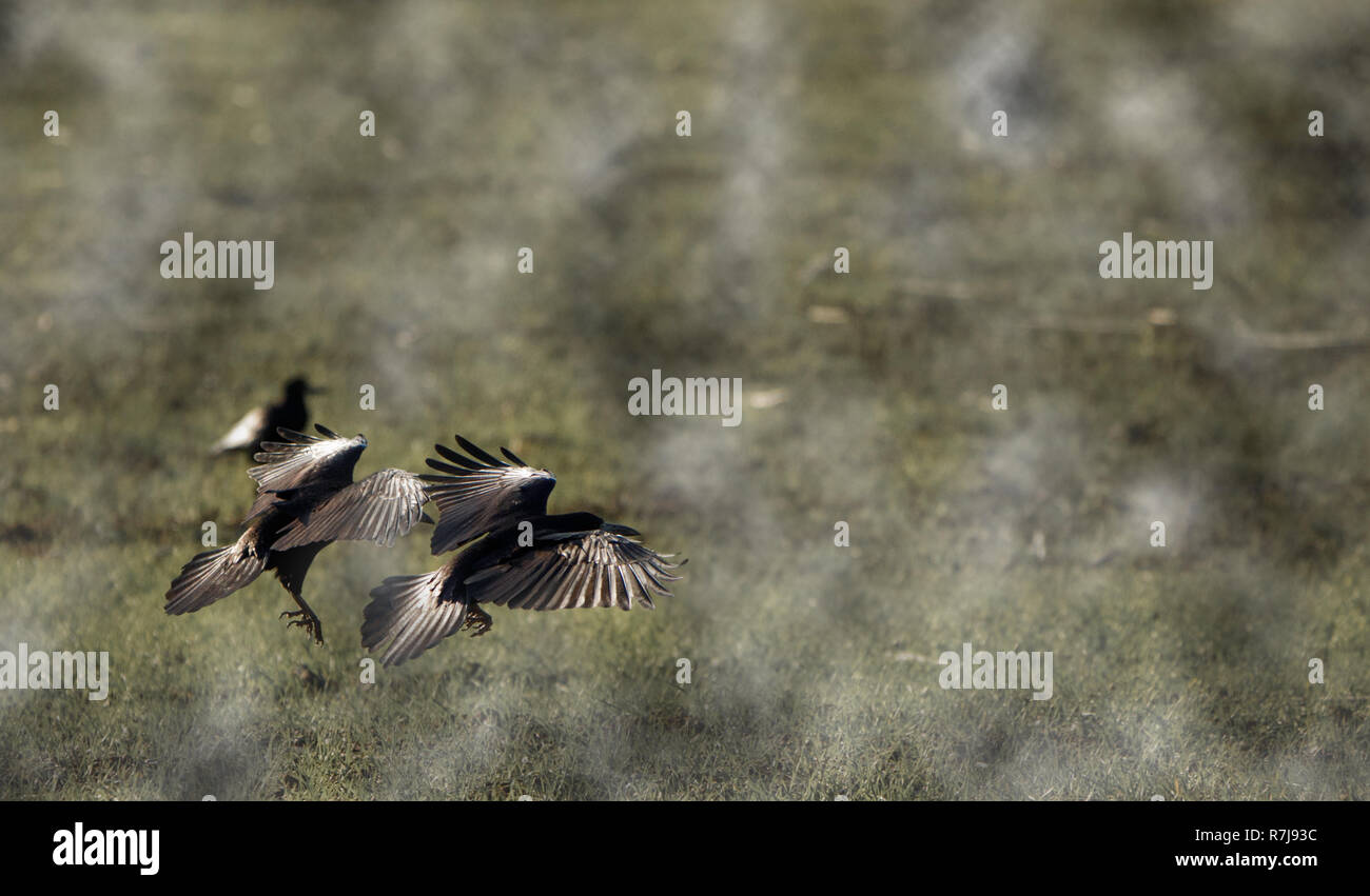 Black crow flying above hi-res stock photography and images - Alamy