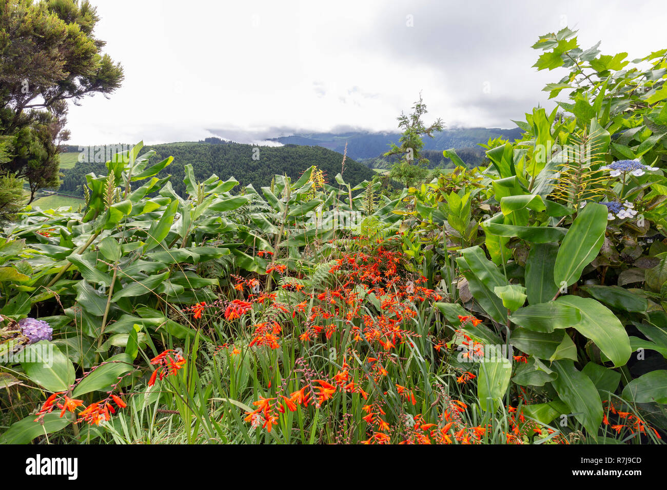 Flowers and tropical plants on the island of Sao Miguel in the Azores ...