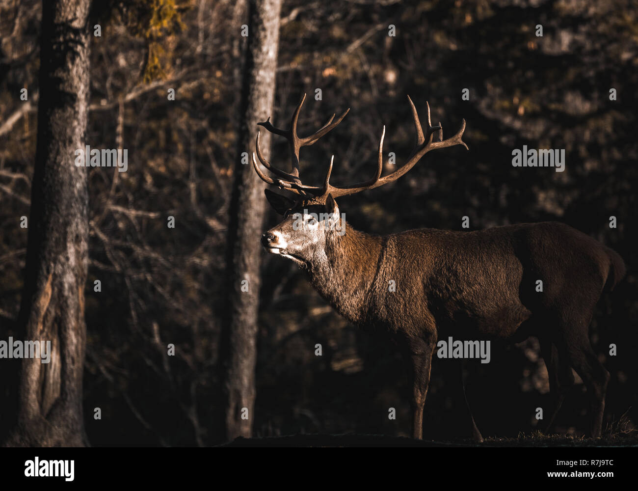 Deer red deer stag austria hi-res stock photography and images - Alamy