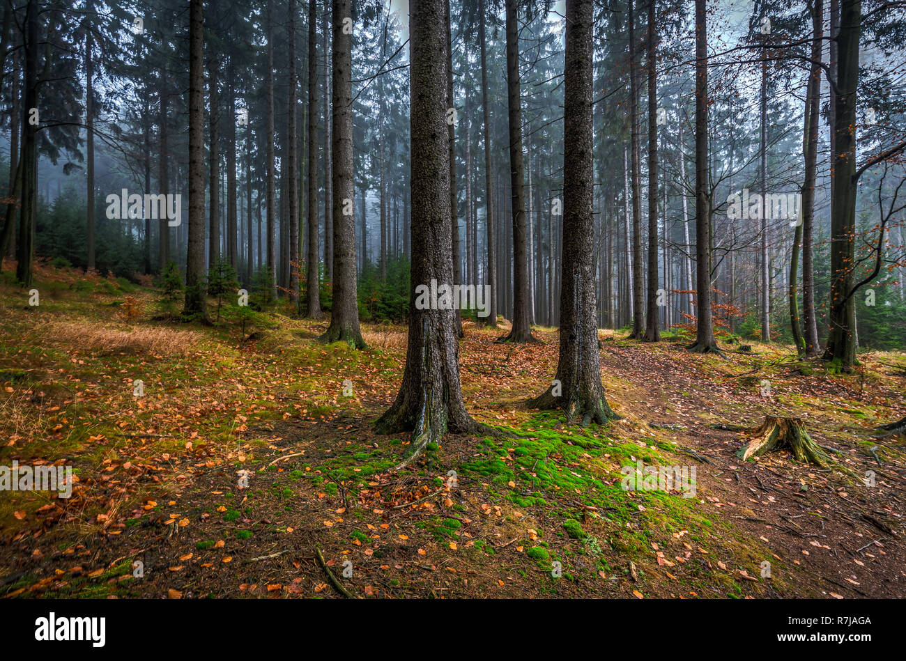 Creepy mystic forest with green grass and colorful fallen trees in ...