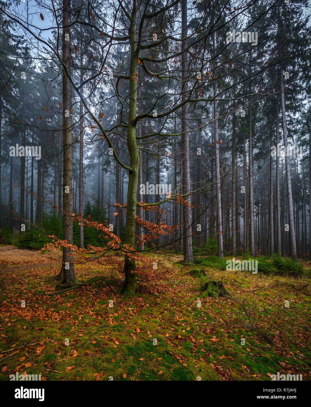 Creepy mystic forest with green grass and colorful fallen trees in ...