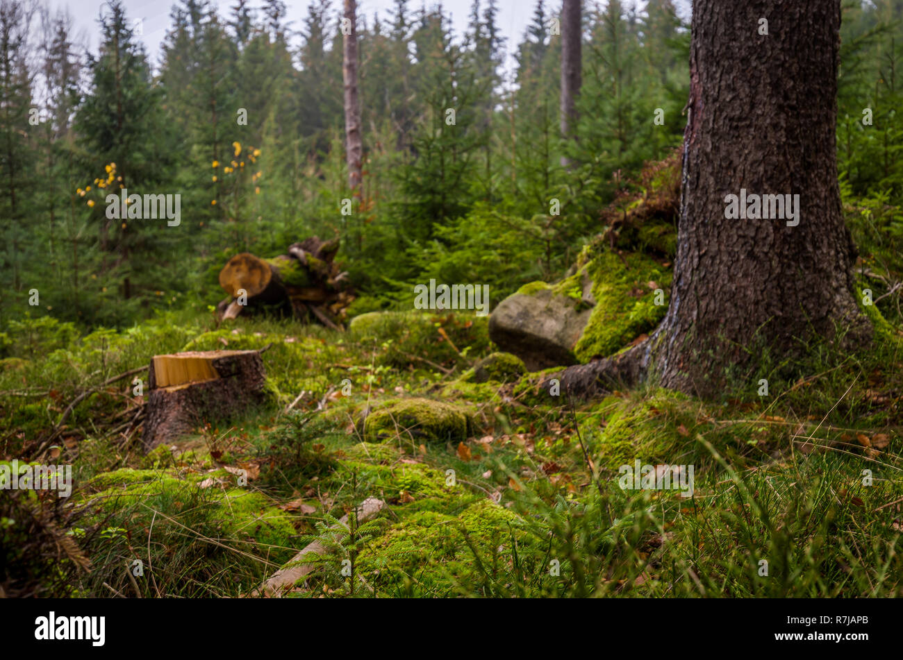 Mystics green forest with stomp and large coniferous trunk, green grass ...