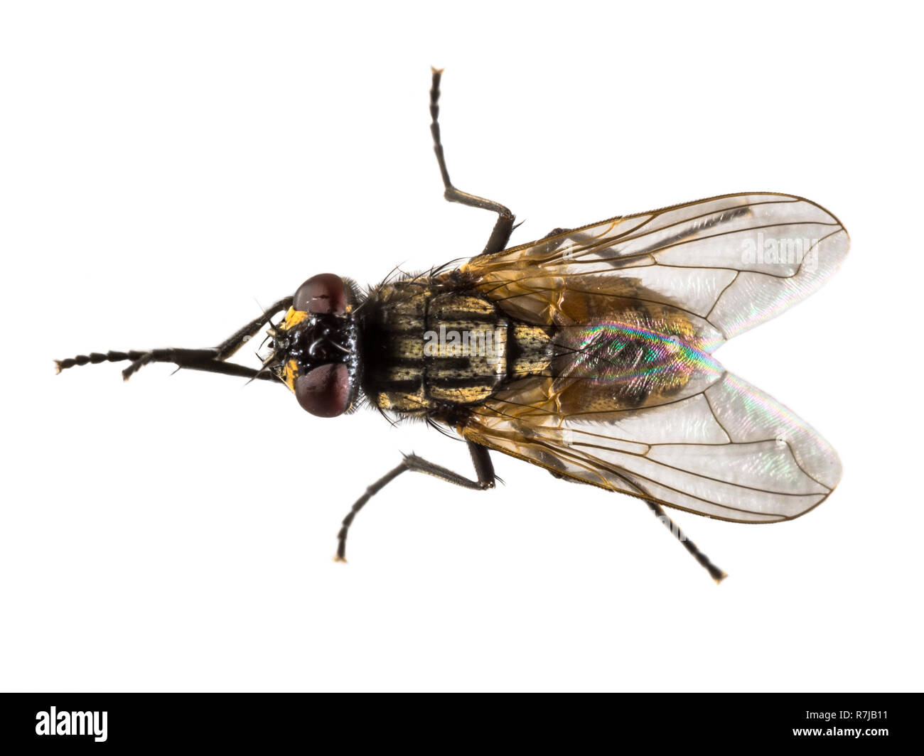 Housefly (Musca domestica) isolated on white background. Top down view ...