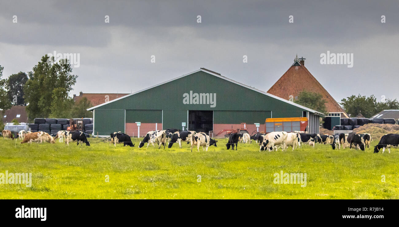 Dairy farm barns on dutch countryside with friesian holstein cows on ...
