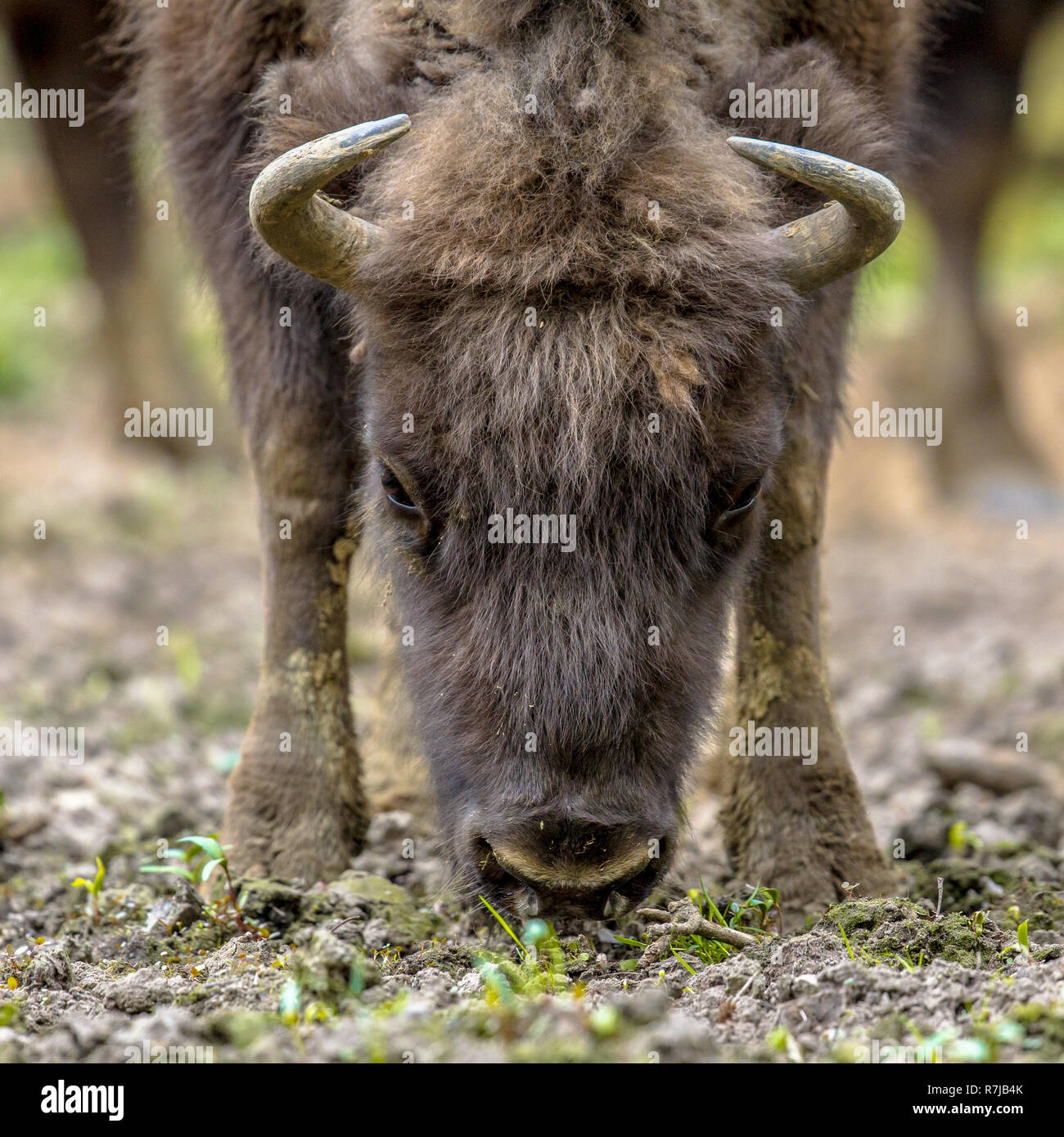 European bison. Juvenile Wisent (Bison bonasus) grazing Stock Photo - Alamy