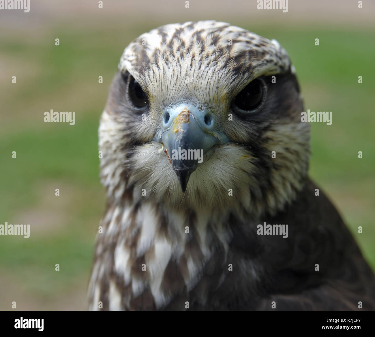 Head shot of young coopers hawk Stock Photo - Alamy