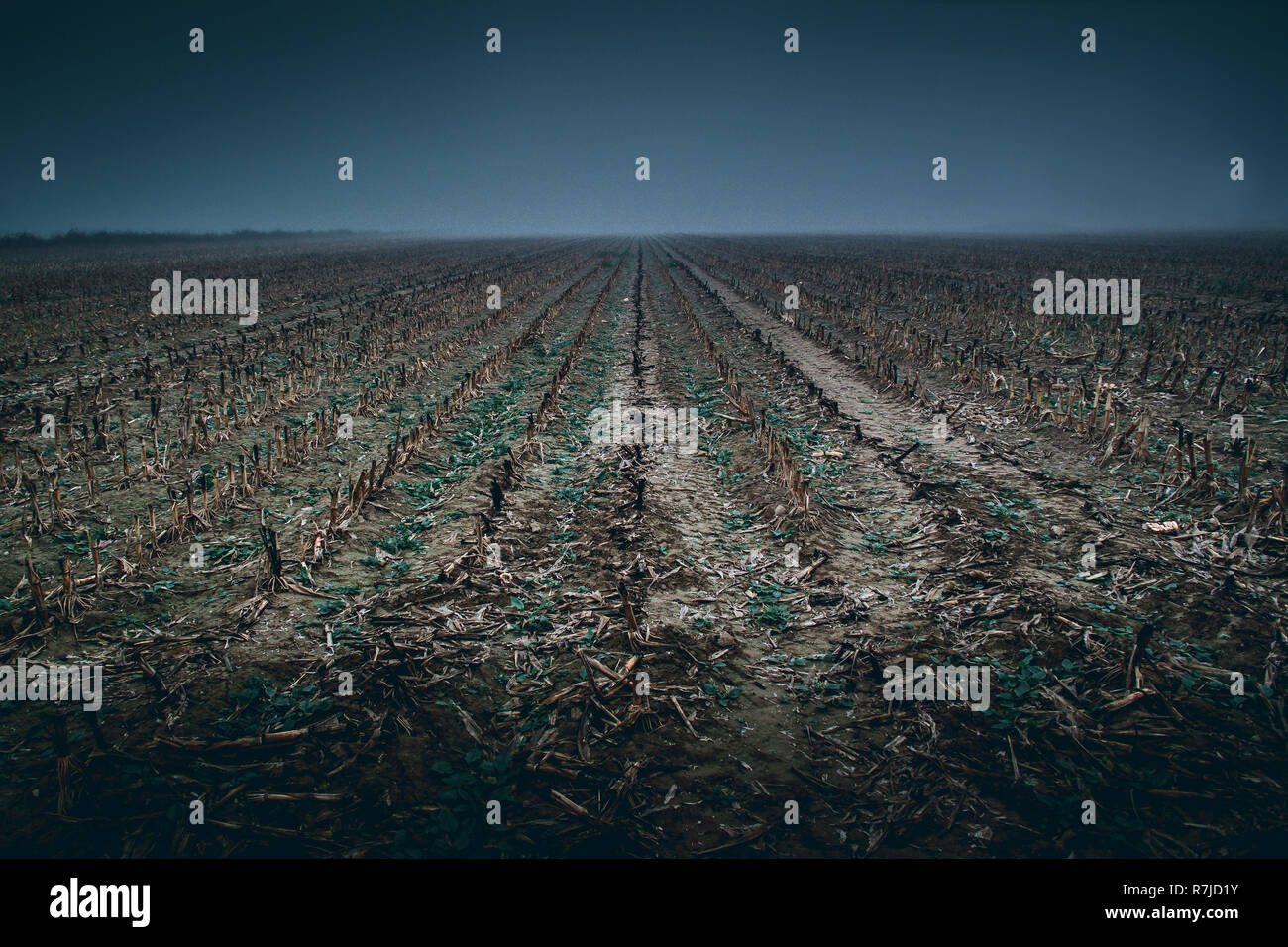 cornfield after the harvest - moody style image Stock Photo - Alamy