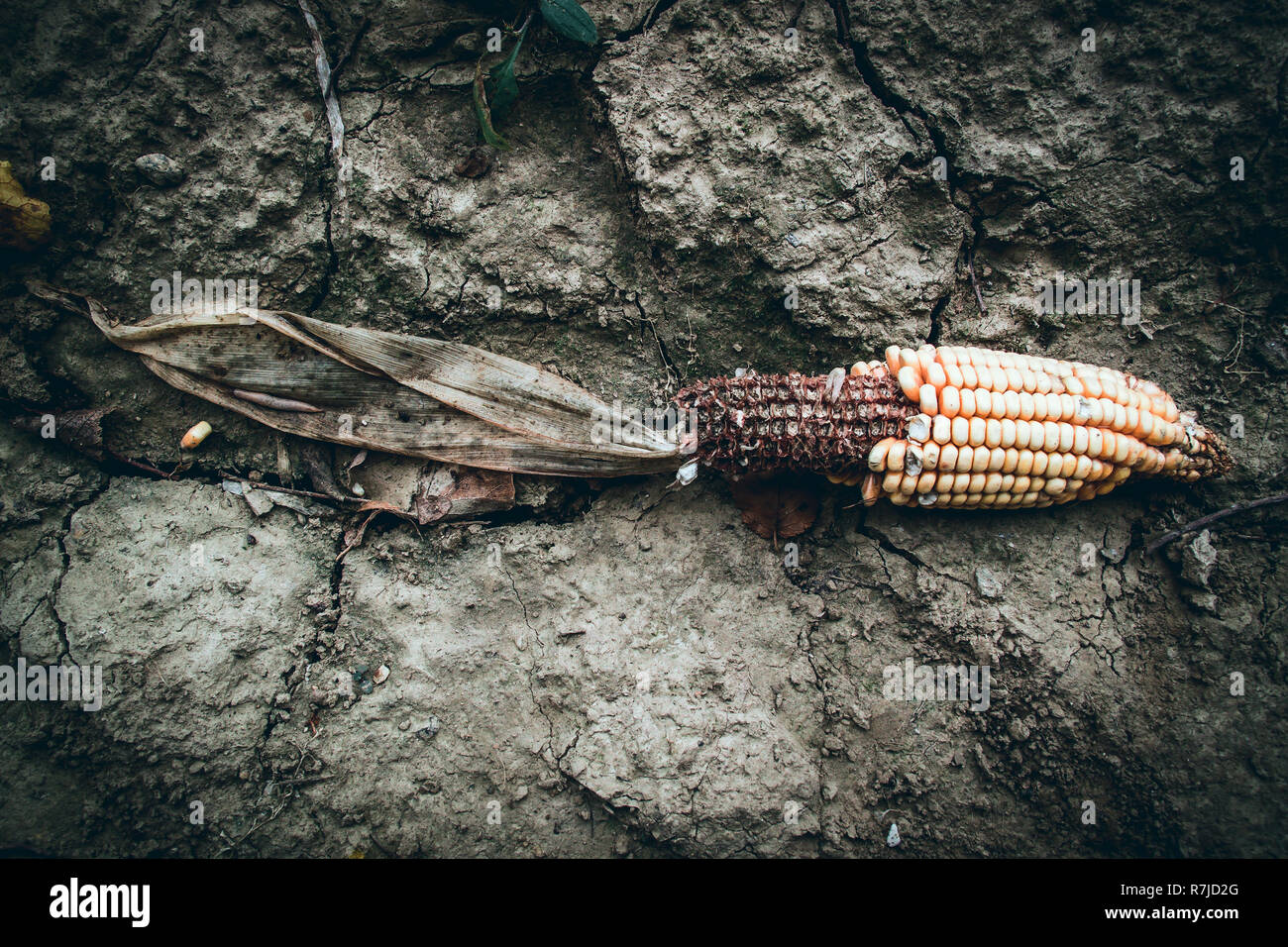 cornfield after the harvest - moody style image Stock Photo - Alamy