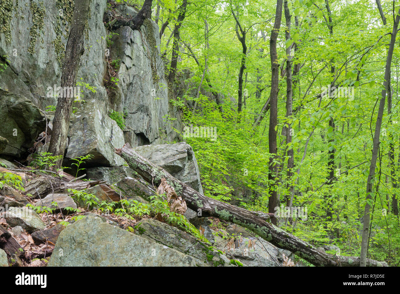 Large rocky cliffs shooting out from the forest floor along the ...