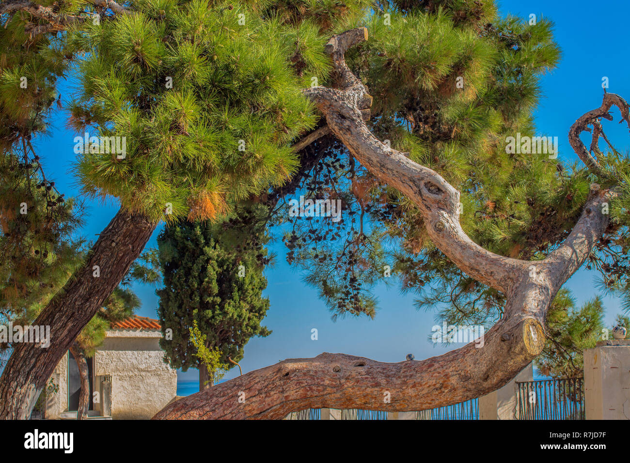 The ancient curvy tree in the courtyard of the church of Virgin Mary ...