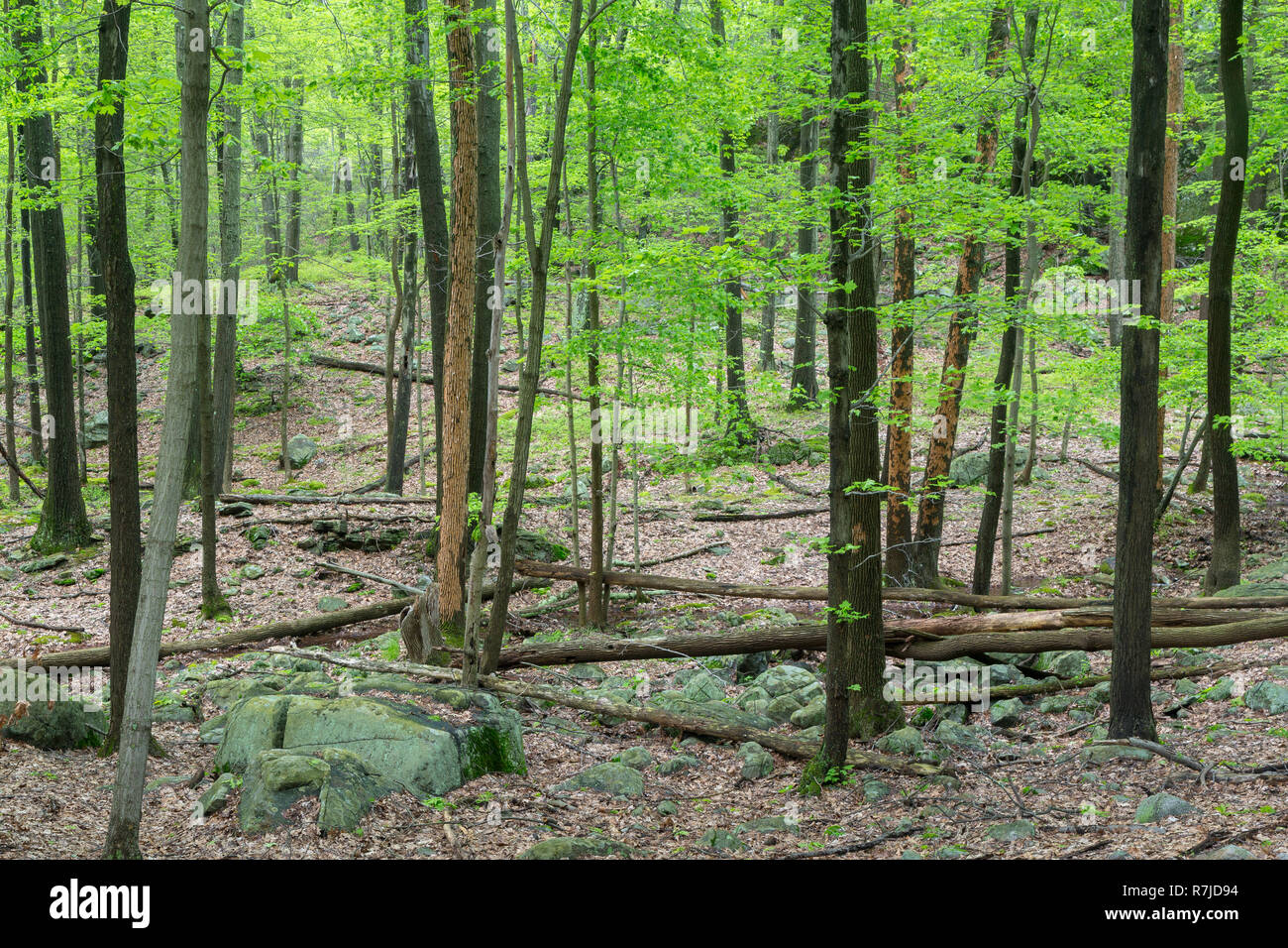 Deciduous tree trunks rising through the summer forest along the Fawn ...