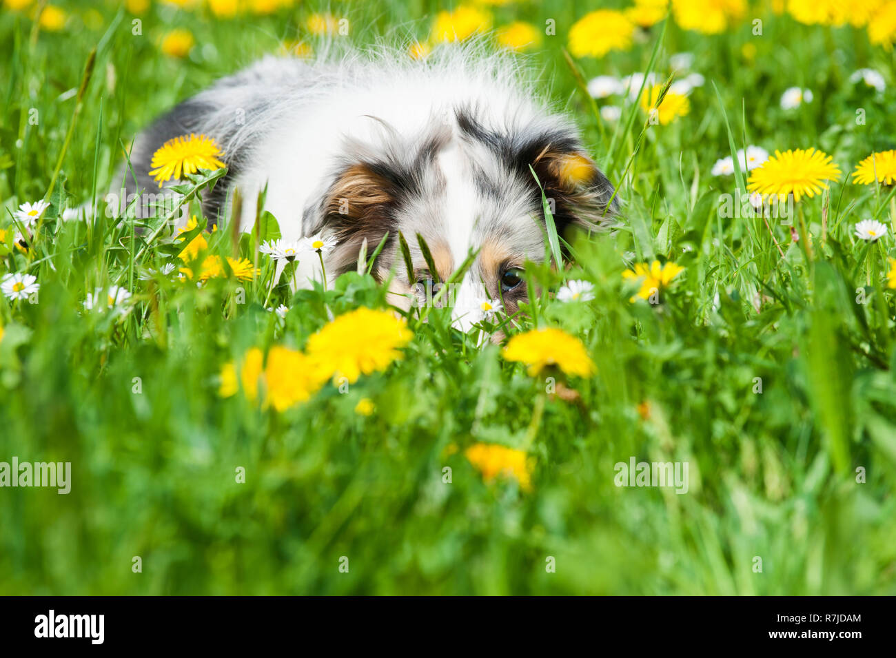 Puppy in a spring meadow Stock Photo - Alamy