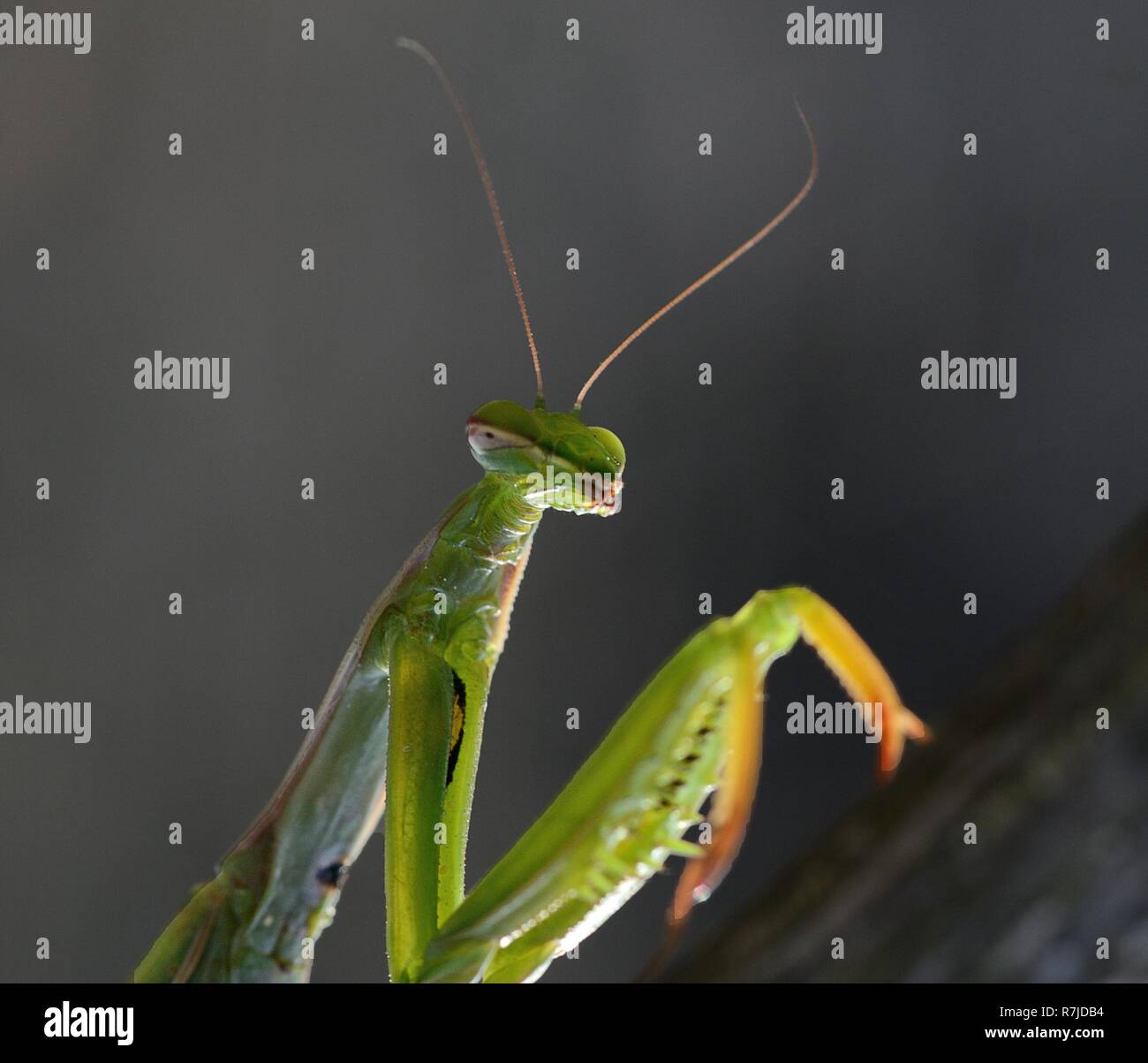 green praying mantis climbs a stem of a plant Stock Photo - Alamy