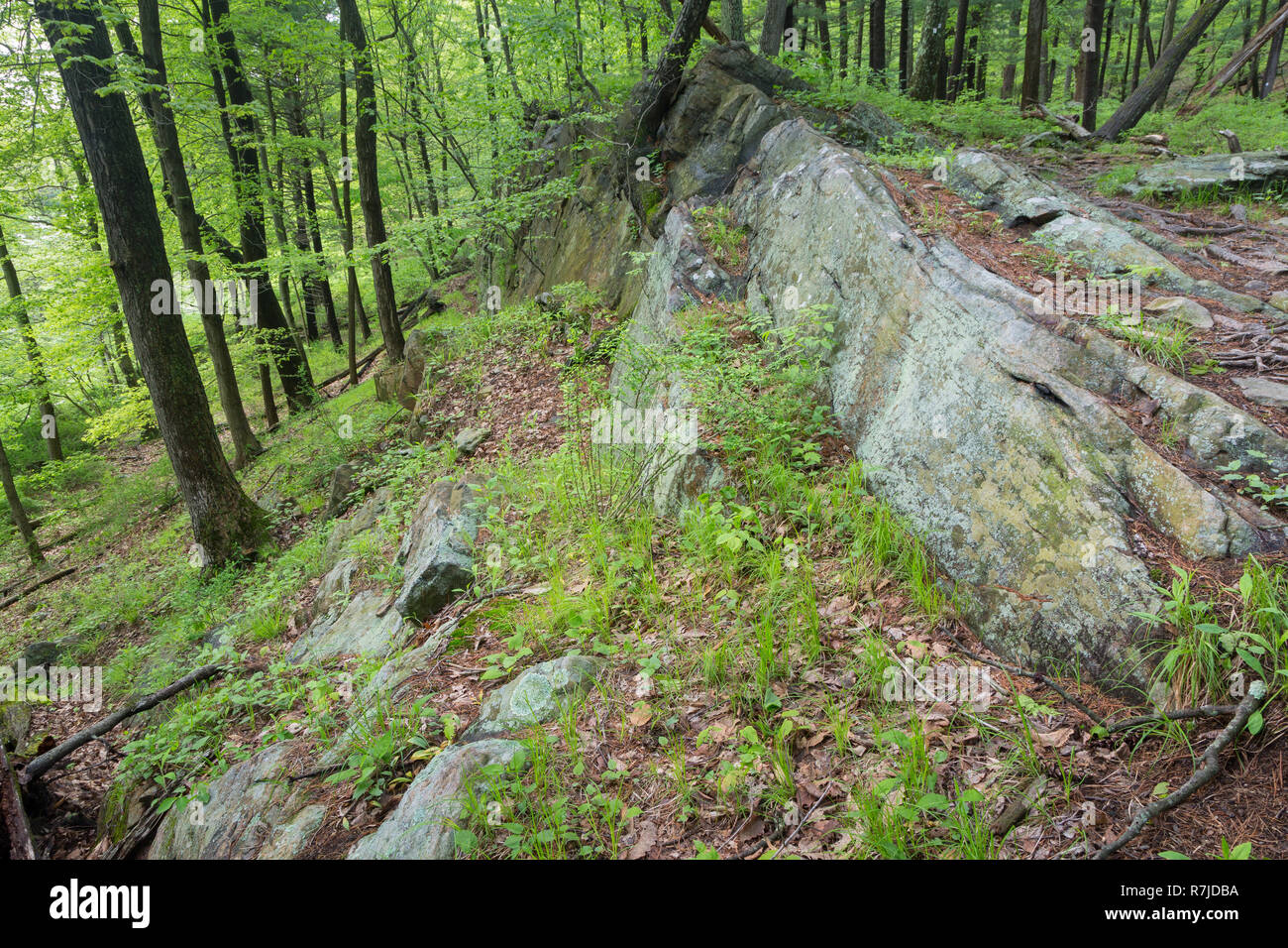 A large rocky outcropping bursting out from the forest floor along the ...