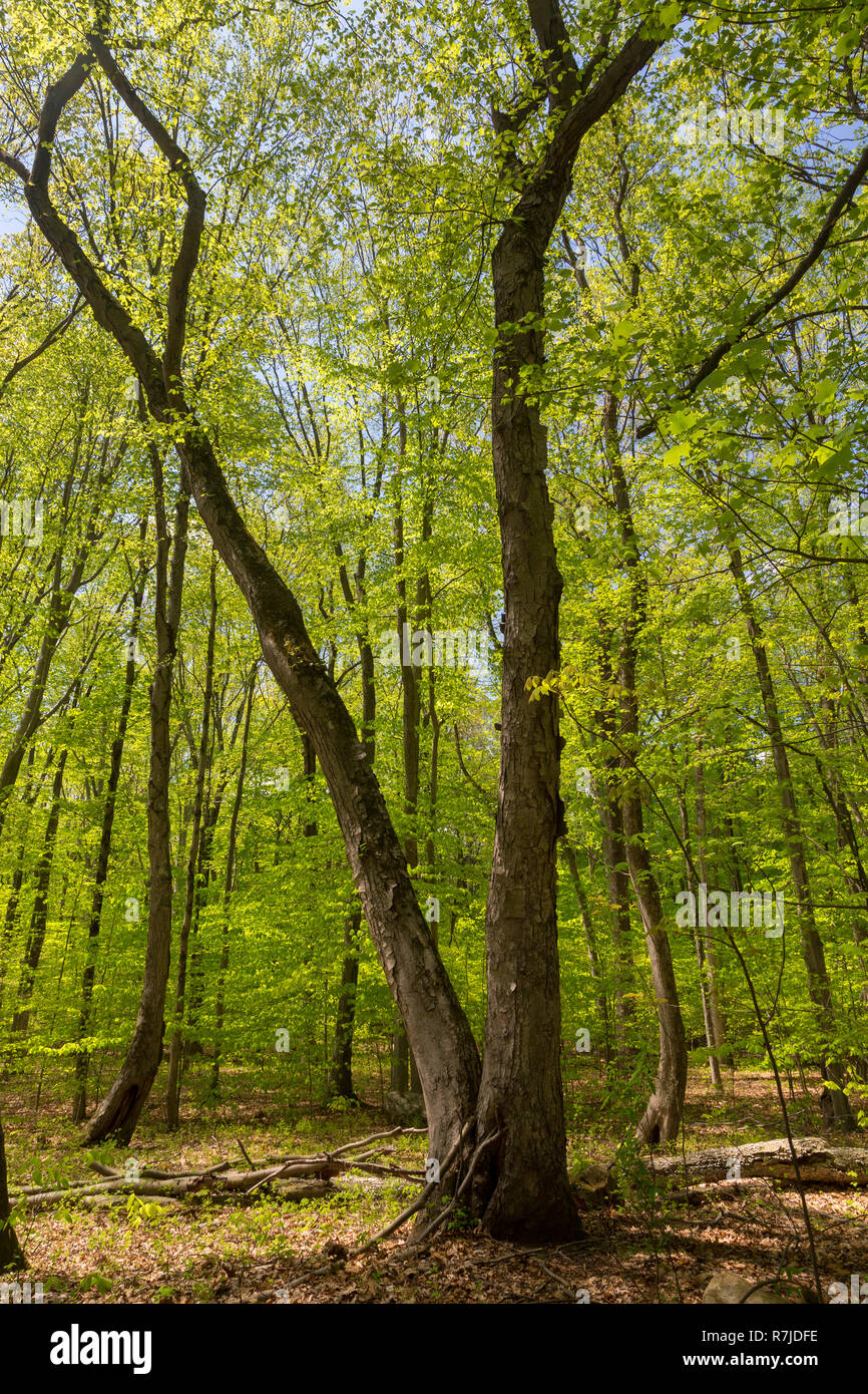 A large tree splitting into two vertical directions into a green spring ...