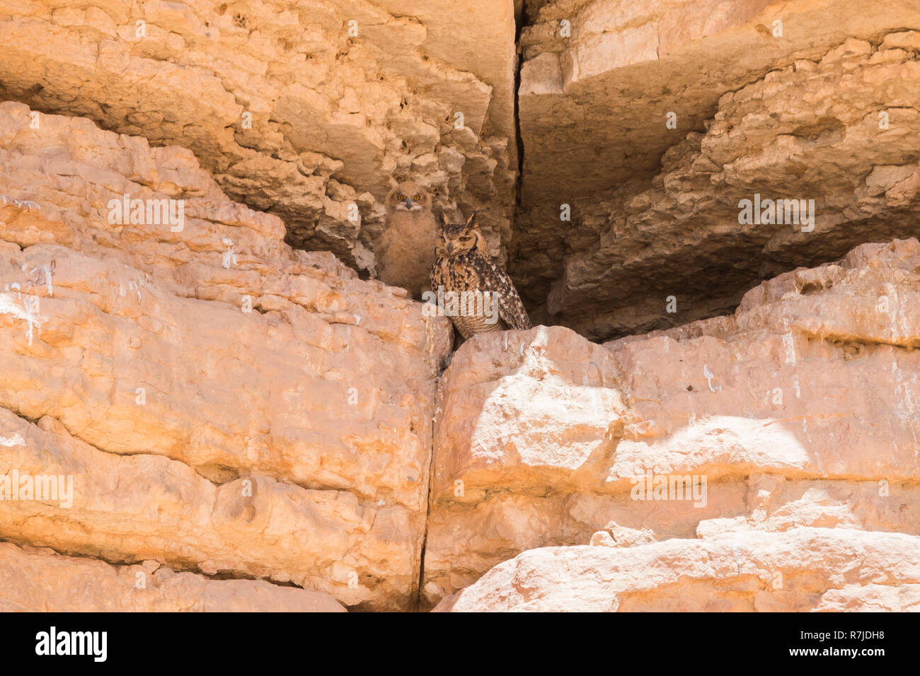 Pharaoh Eagle-Owl (Bubo ascalaphus), adult female at nest with its ...