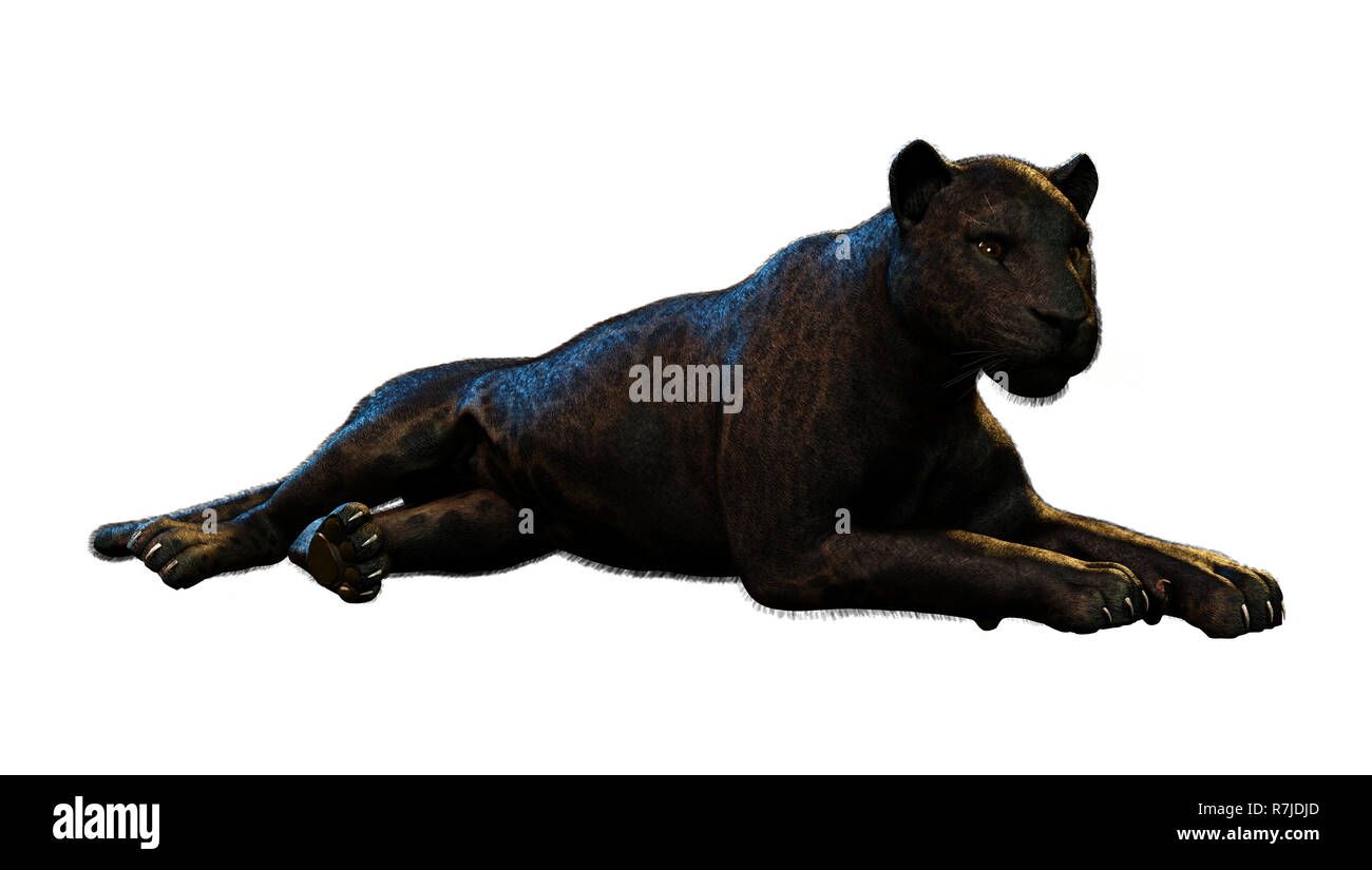 3D rendering of a black panther resting isolated on white background ...