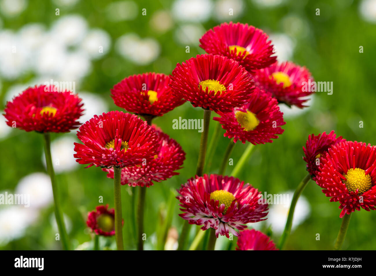 Red daisy flowers in a summer meadow Stock Photo - Alamy