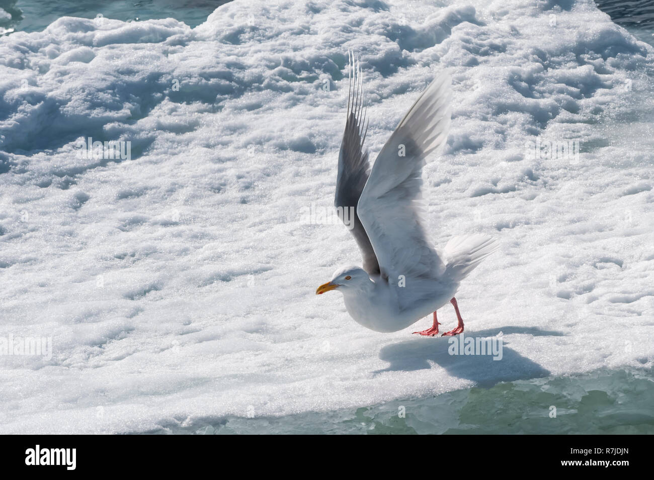Glaucous Gull (Larus hyperboreus), Olgastretet (Edge Island), Svalbard ...