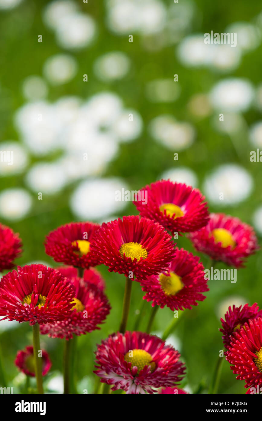 Red daisy flowers in a meadow Stock Photo - Alamy