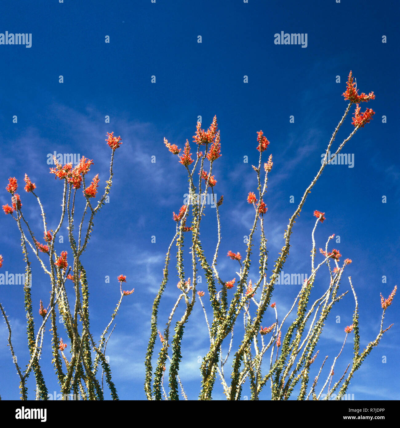 Fouquieria splendens - Ocotillo spring bloom in the California Desert ...