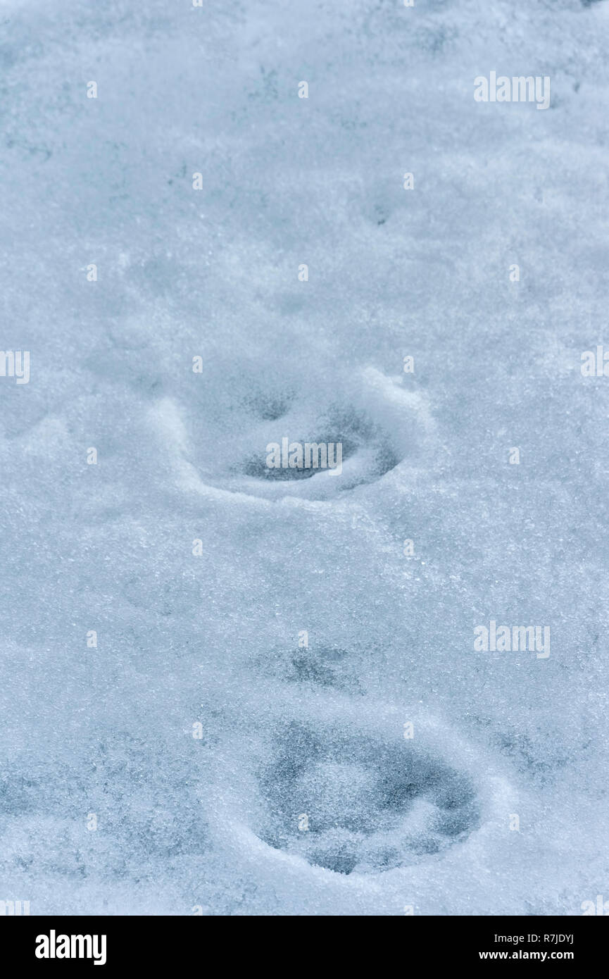 Polar bear tracks in snow hi-res stock photography and images - Alamy