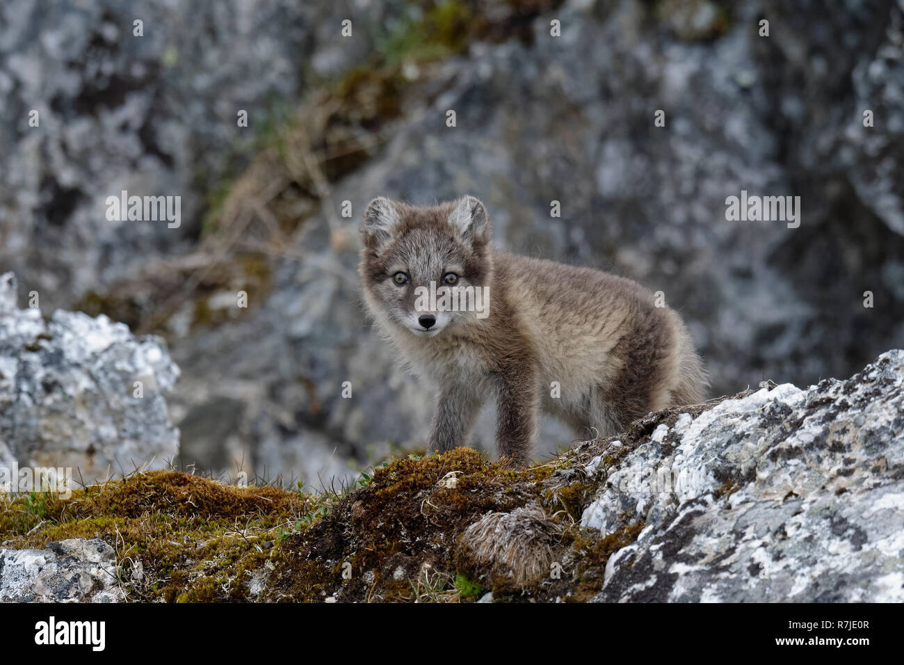 Young Arctic Fox (Vulpes lagopus), Alkhornet, Svalbard Archipelago ...