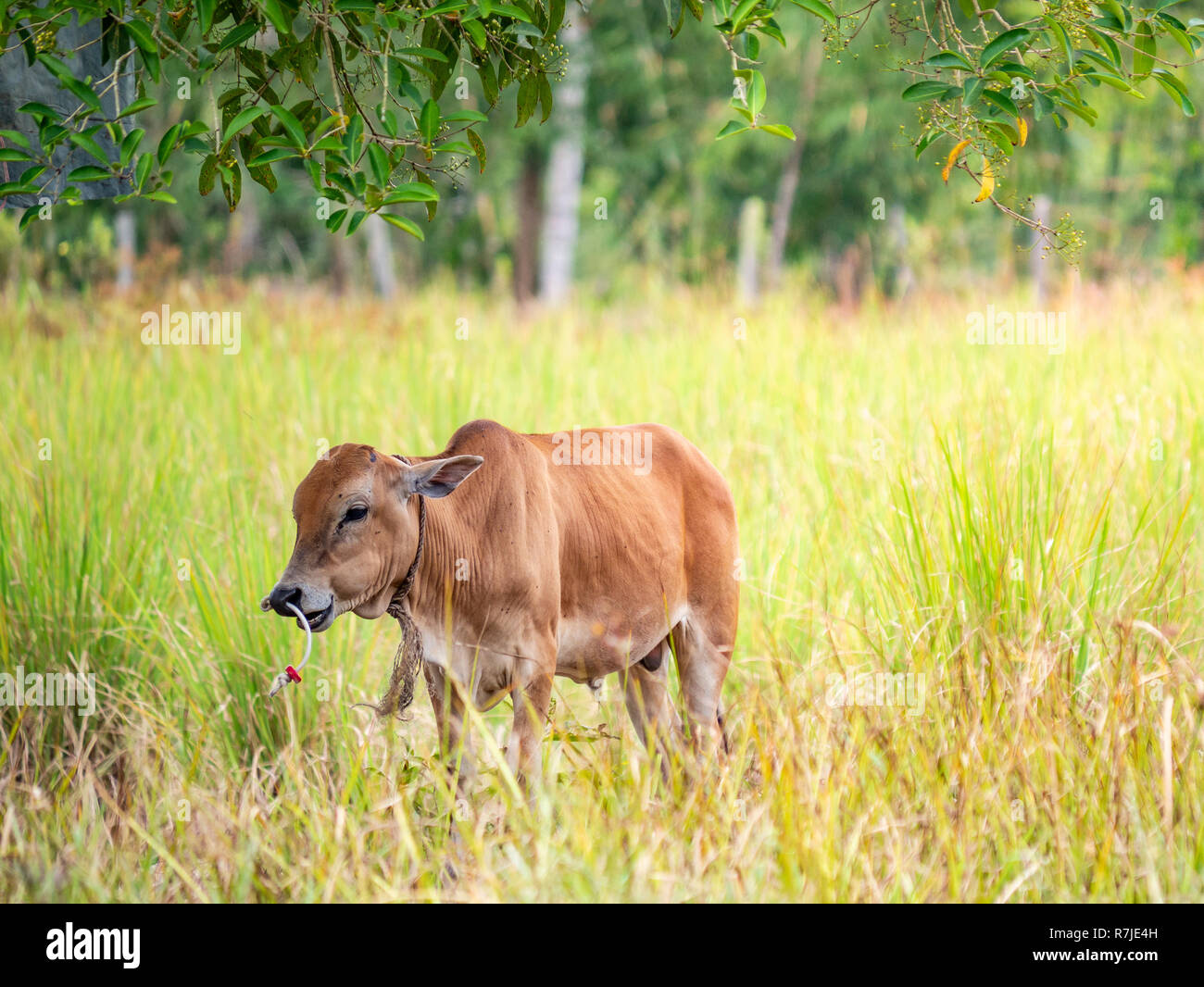 Calf ,little cow, eating grass in field,Thailand Stock Photo - Alamy