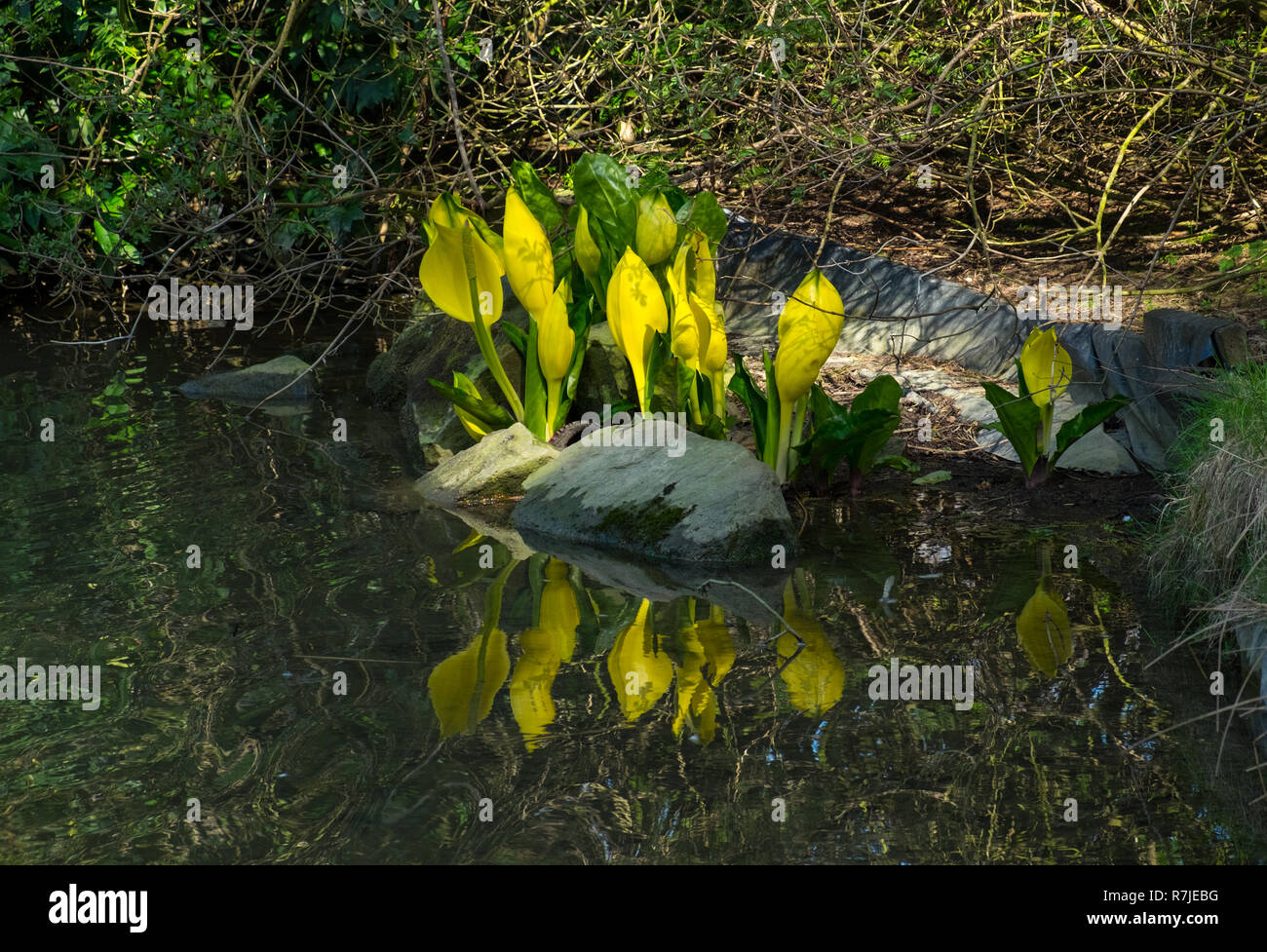 Yellow skunk cabbage, lysichiton americanus growing at side of pond ...