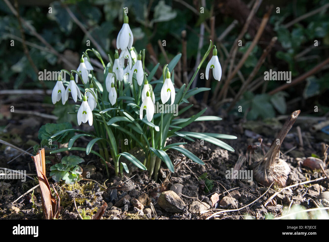 Snowdrop clump hi-res stock photography and images - Alamy
